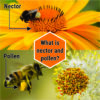 What are nectar and pollen? and Difference between them! – Navmi Foods