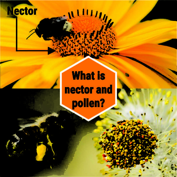 What are nectar and pollen? and Difference between them! – Navmi Foods